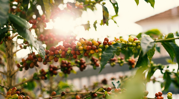 DIE ENTSTEHUNG VON KAFFEE - vonherrmanns.shop